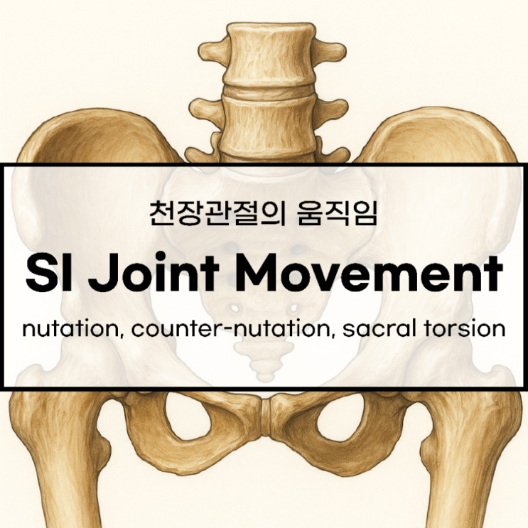 🧑‍🏫 천장관절의 움직임 / SI(Sacroiliac) joint movement : nutation, counter ...