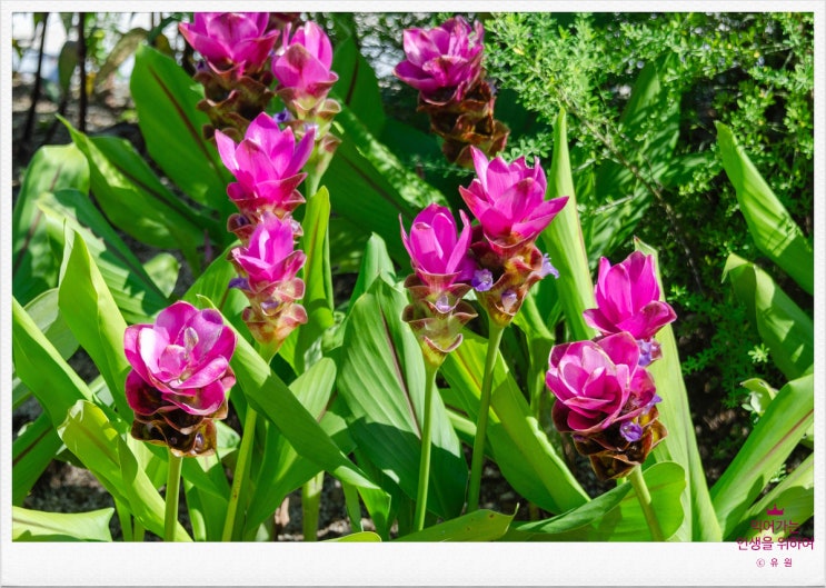'쿠르쿠마(Curcuma alismatifolia)' : 네이버 블로그
