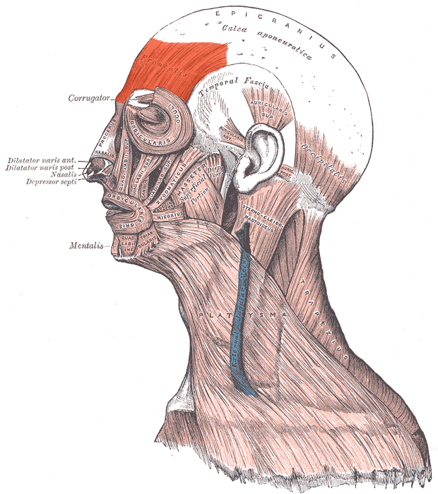 이마근, 전두근 Frontalis Muscle : 네이버 블로그