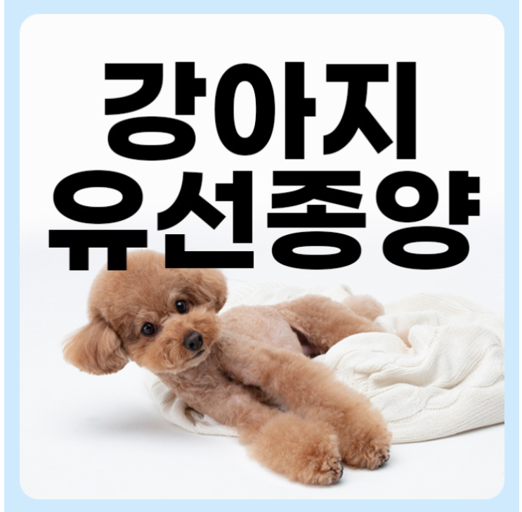 강아지 유선종양 수술 이 크기라면 꼭 해야 해요 : 네이버 블로그