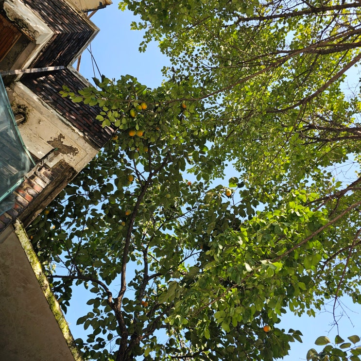 250929월 : 네이버 블로그