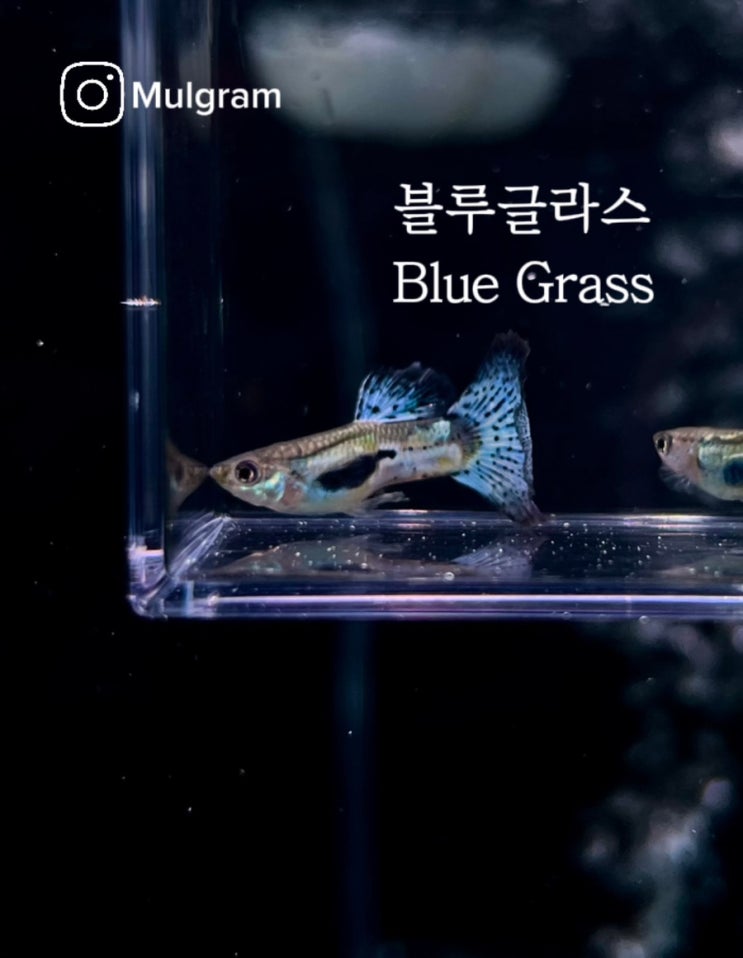 블루글라스 구피(블루그라스) - 소개 및 분양 : 네이버 블로그