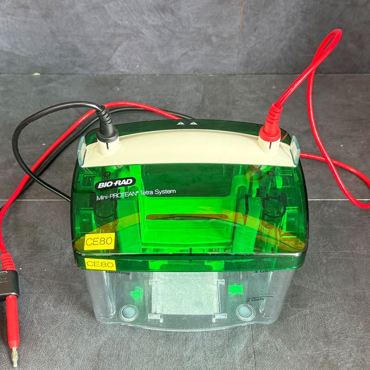 Bio-Rad Mini-PROTEAN Tetra Cell 전기영동 장치 (CE80) : 네이버 블로그