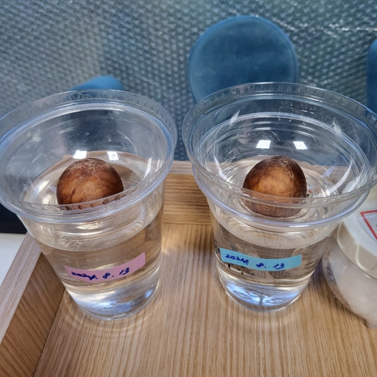 아보카도 씨앗 발아 과정 : 네이버 블로그