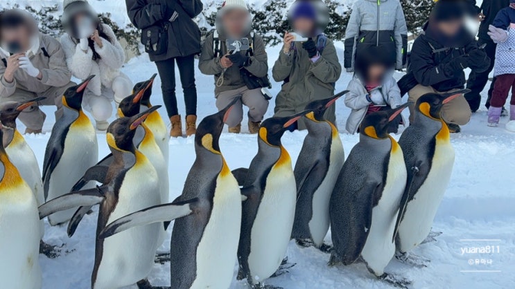 [삿포로9] Day4 (아사히카와 동물원, 펭귄워크) : 네이버 블로그