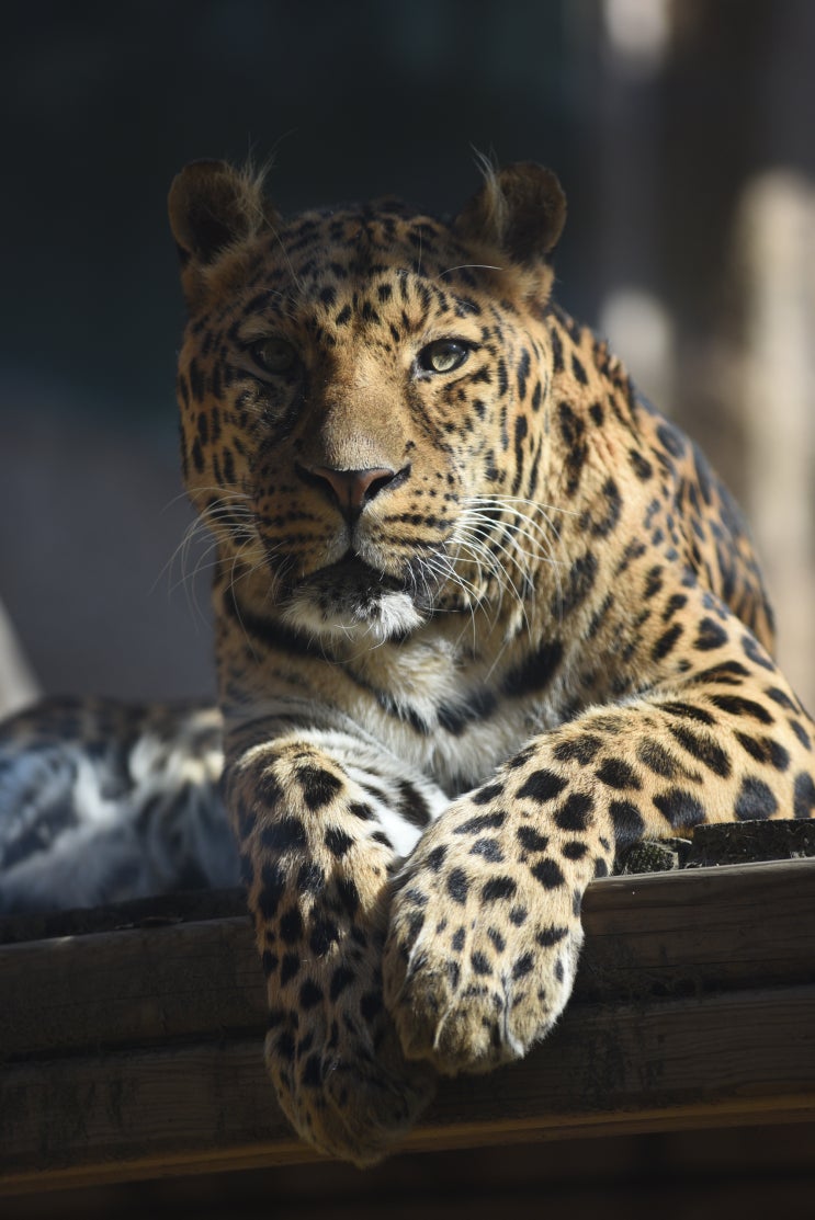 니콘 스쿨 이슈 사진 - 표범 .. : 네이버 블로그