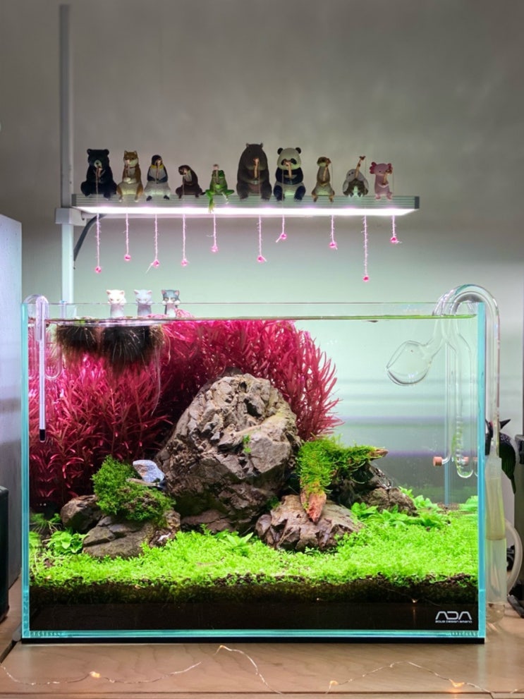 [ADA] ADA mini M - 72day.. : 네이버 블로그