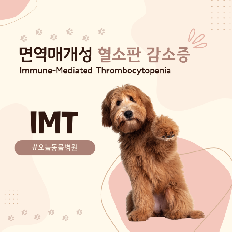 면역매개성 혈소판 감소증(IMT) : 네이버 블로그