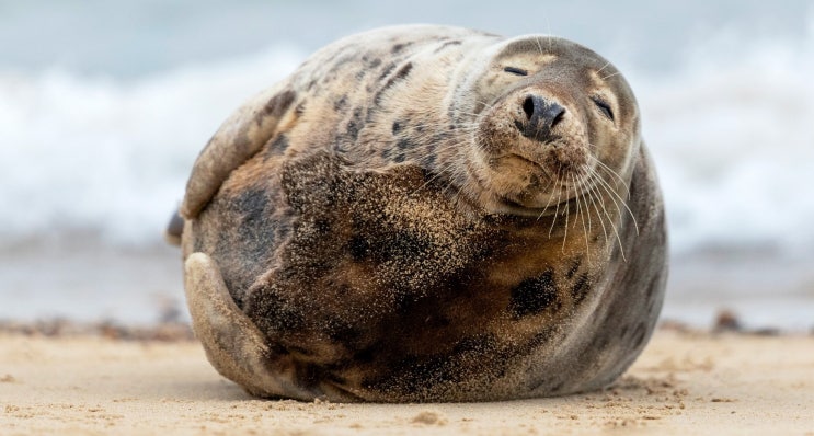 Gray seal on the beach in Norfolk, England : 네이버 블로그
