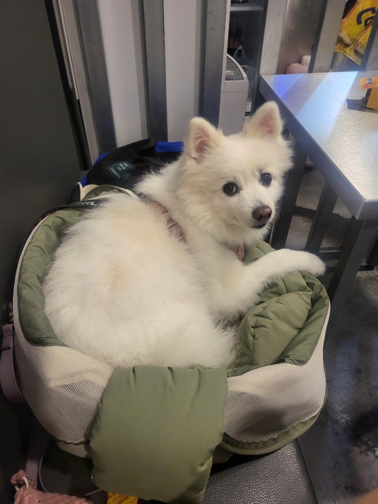 9KG강아지 이동가방 추천(N개월사용 후기)/ 리카리카 쿠션백 : 네이버 블로그