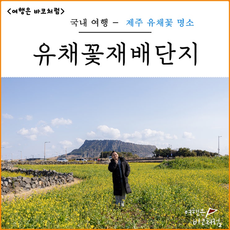 제주도 유채꽃 명소 성산 유채꽃밭재배단지 1월 제주 유채꽃 여행 추천 네이버 블로그