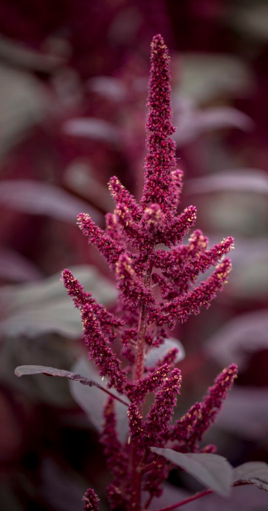 아마란서스 (Amaranthus spp) : 네이버 블로그