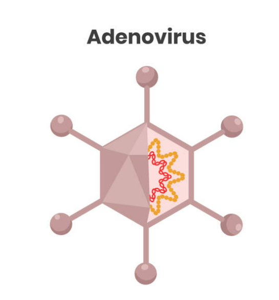 라이노바이러스 아데노바이러스증상 : 네이버 블로그