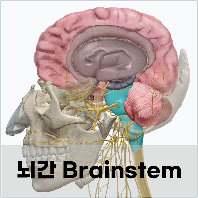 뇌줄기뇌간 Brain Stem 중뇌중간뇌 교뇌다리뇌 연수숨뇌 12뇌신경 네이버 블로그