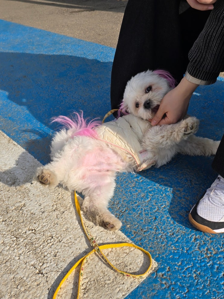 [봉사] 경기도 유기견봉사 반려마루 화성 유기견입양센터 다녀온 후기 🐶 : 네이버 블로그