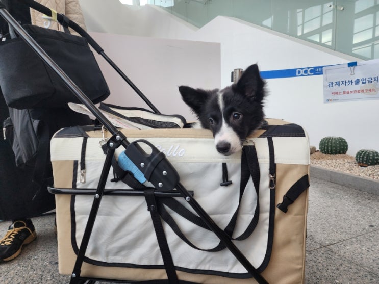 13] 1년 지나서 올리는 2024 대전 펫페어 후기! : 네이버 블로그