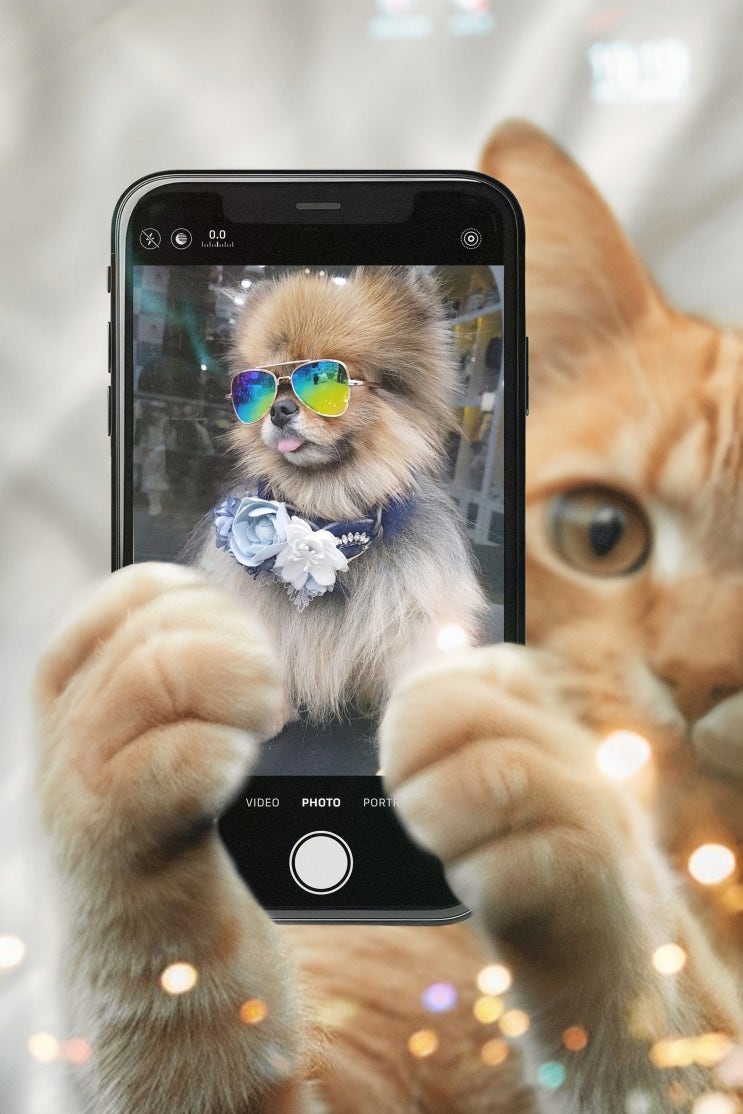 강아지 LDDST(저용량 덱사메타손 억제) 검사, 노령견 쿠싱 HAC : 네이버 블로그