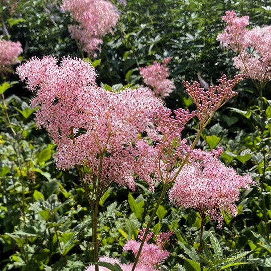 붉은터리풀 '베누스타 마그니피카' (Filipendula rubra 'Venusta Magnifica') : 네이버 블로그