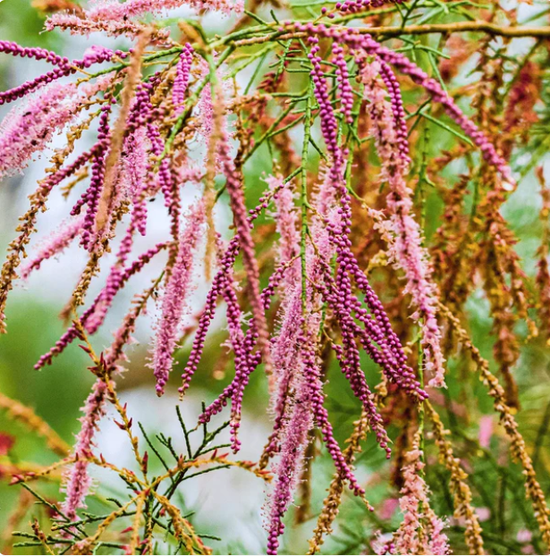 168. 성경 속의 식물 - 에셀나무(tamarisk tree) : 네이버 블로그