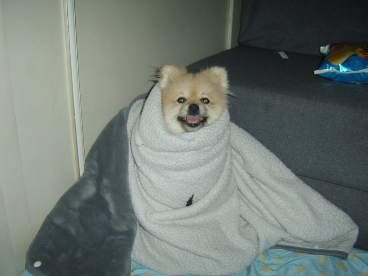 삼성 케녹스 D6 후기..🪽🪽/kenox d6 : 네이버 블로그