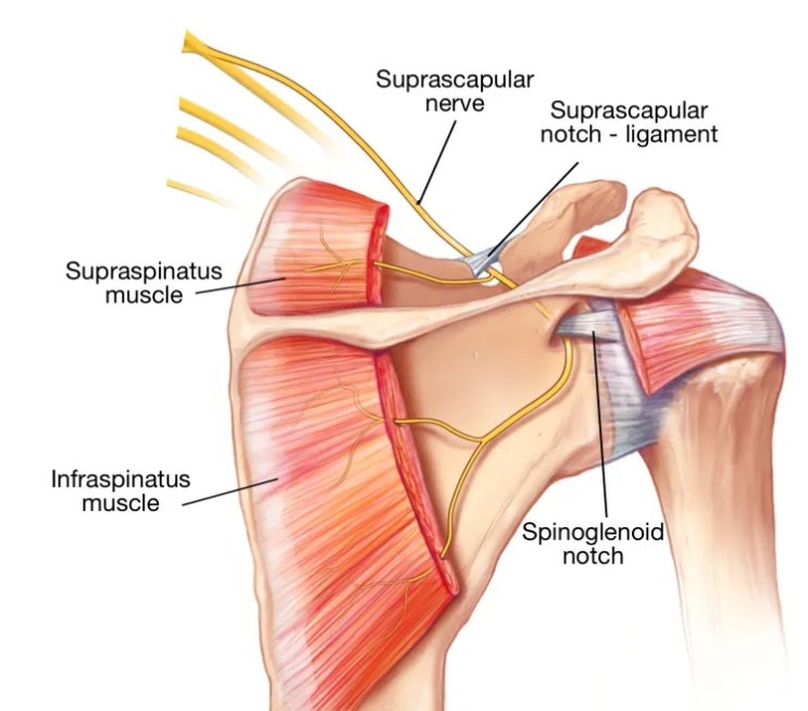 견갑상 신경(suprascapular nerve) - 어깨위신경 : 네이버 블로그