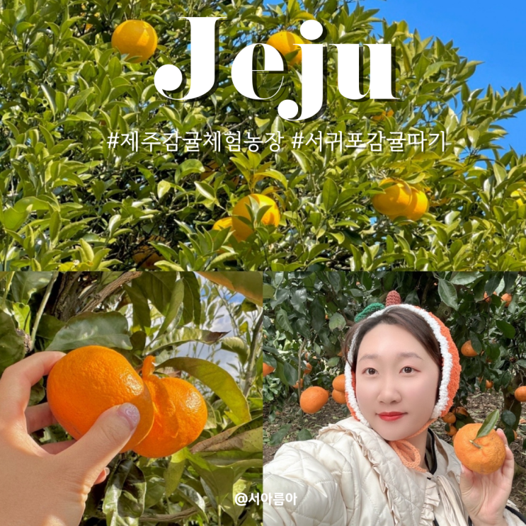 서귀포 감귤 체험 농장 추천 제주도 감귤 따기 체험 네이버 블로그