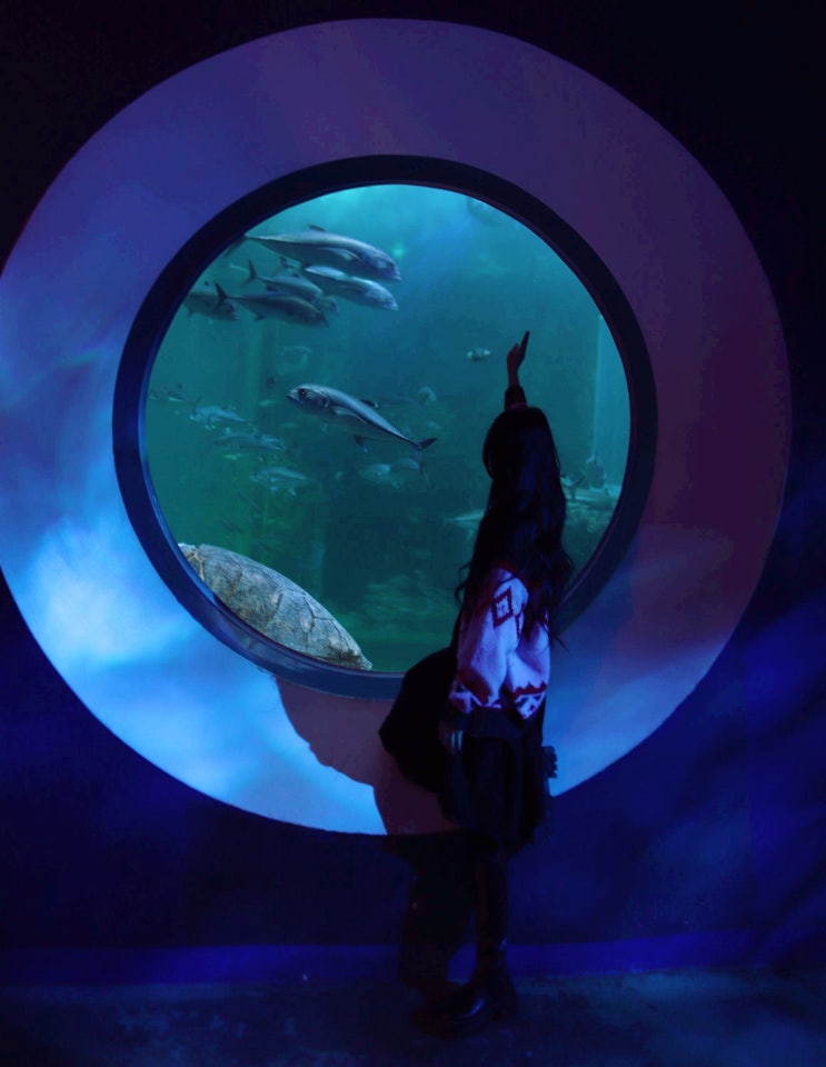 여수 아쿠아플라넷 아쿠아리움 주차 입장권 실내 볼거리 : 네이버 블로그