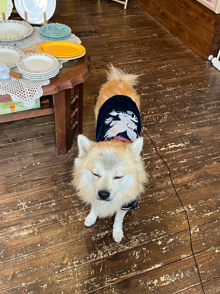 제주 감성 그대로 담은 '만두상점'소품샵 인테리어 소품 구매 후기 : 네이버 블로그