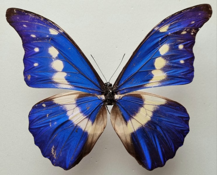 Morpho helena / Morpho cypris / Morpho rhetenor : 네이버 블로그
