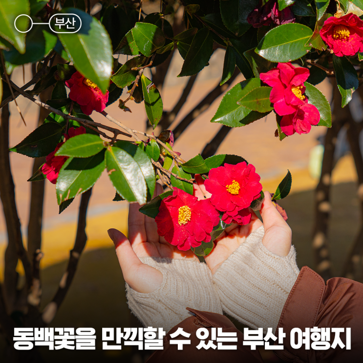 부산 동백꽃 산책 코스 추천 동백섬 누리마루 Apec 하우스 출렁다리 황옥공주 인어상 네이버 블로그