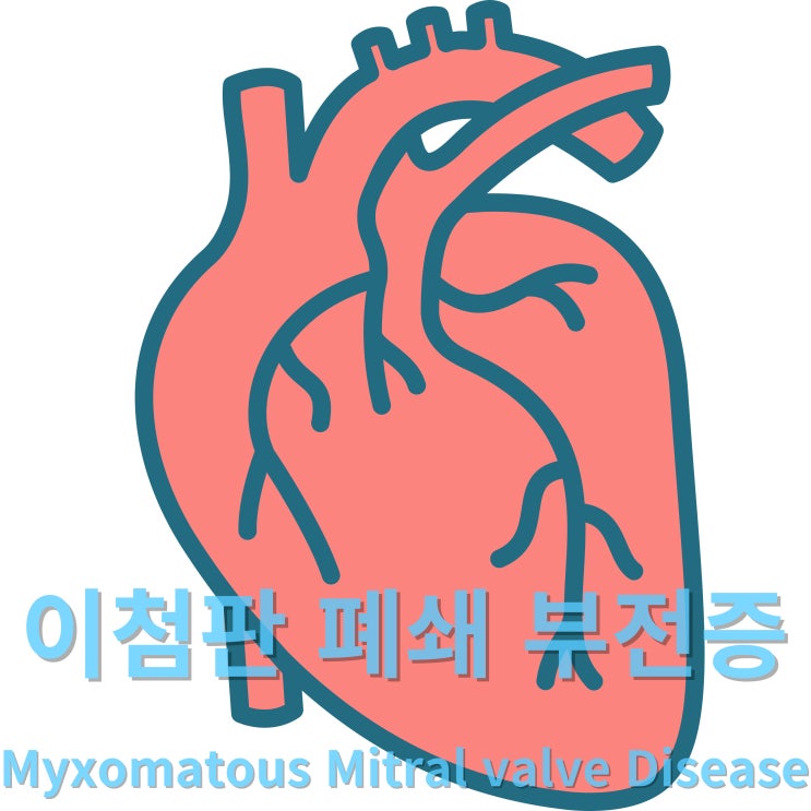 [내과] 심장병 - 이첨판 폐쇄부전증 MMVD(Myxomatous Mitral valve disease)에 대해서 알아보자 ...