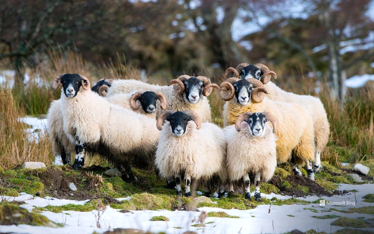 스코틀랜드, 애버딘셔, 스코틀랜드 검은얼굴 양(Scottish Blackface sheep, Aberdeenshire ...