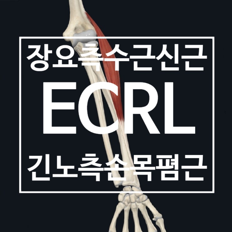 ECRL은 주관절 굴곡근(Elbow flexor)이다? 장요측수근신근(긴노쪽손목폄근, Extensor Carpi Radialis ...