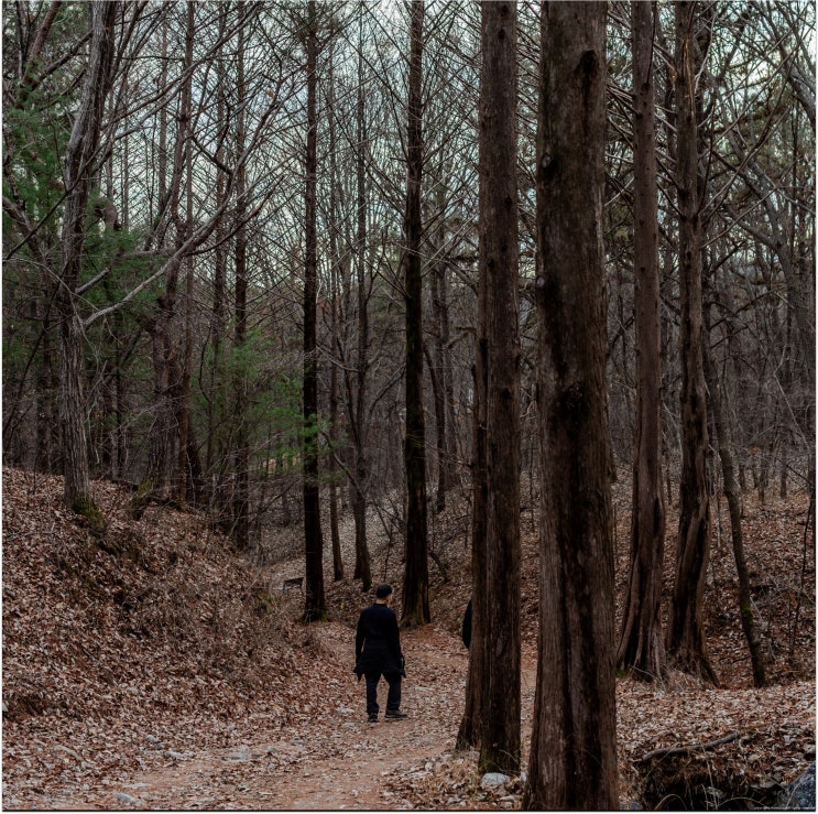대전 가볼 만한 곳 월평공원 도솔산 메타세콰이어길 등산코스 대전절 내원사 대전등산 : 네이버 블로그