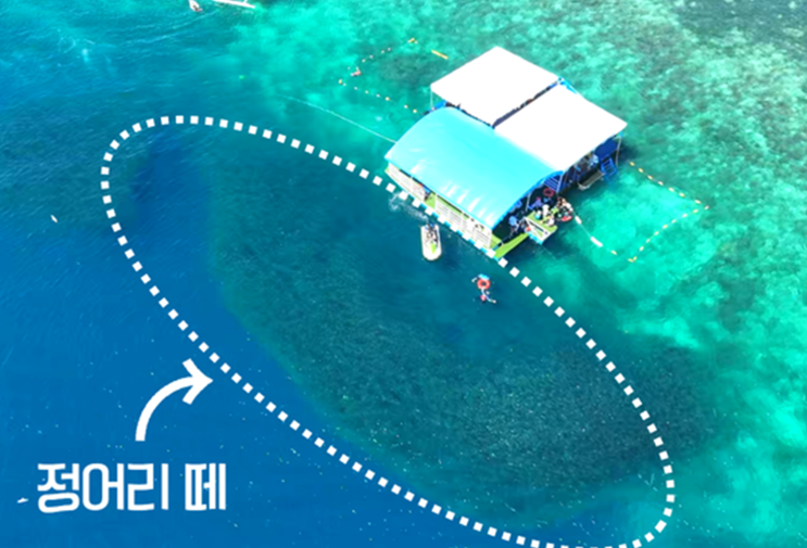 세부 위오션 빠지 스노쿨링 체험다이빙 - 막탄 3분거리 환상적인 정어리떼와 거북이 왓칭까지 : 네이버 블로그