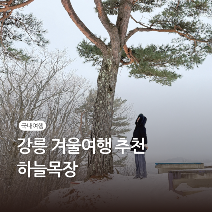 대관령 하늘목장 삼양목장 카페 애견동반 가능 눈구경 네이버 블로그