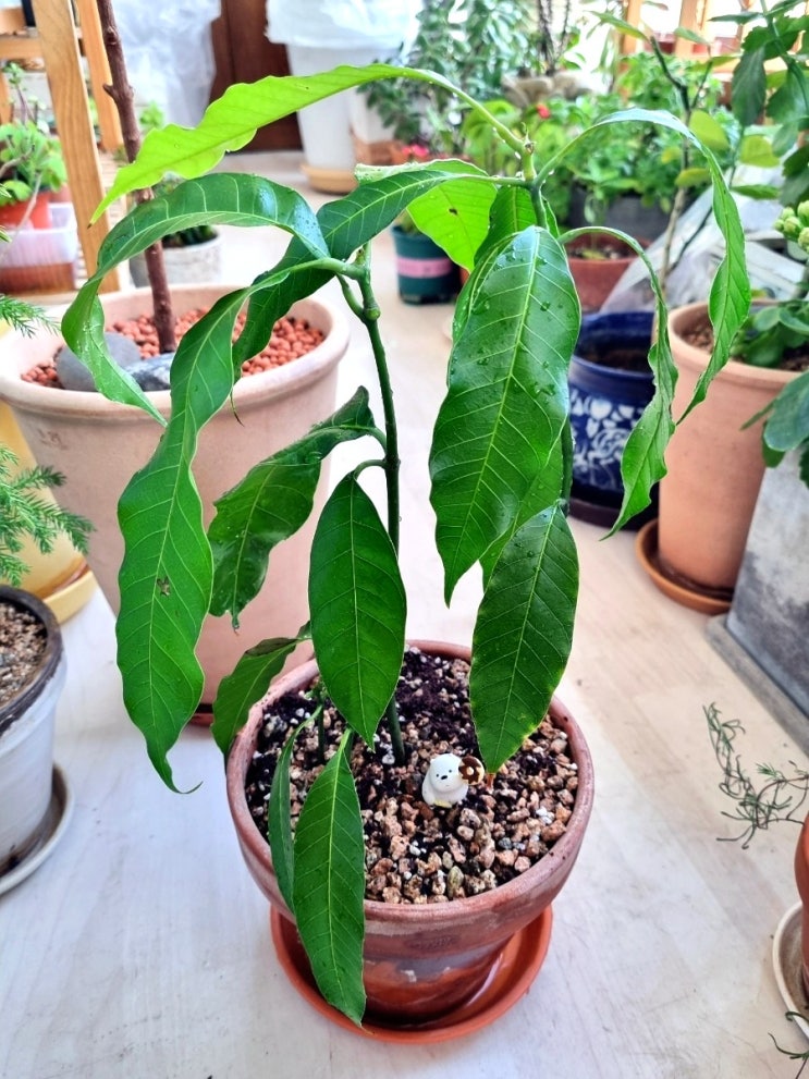 망고 씨 심기 망고나무 키우기 성공 화분 분갈이 : 네이버 블로그