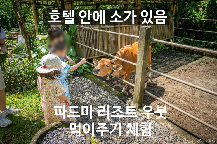 발리 우붓 파드마 리조트 아이랑 : 호텔 내부 동물원 먹이주기 체험 : 네이버 블로그