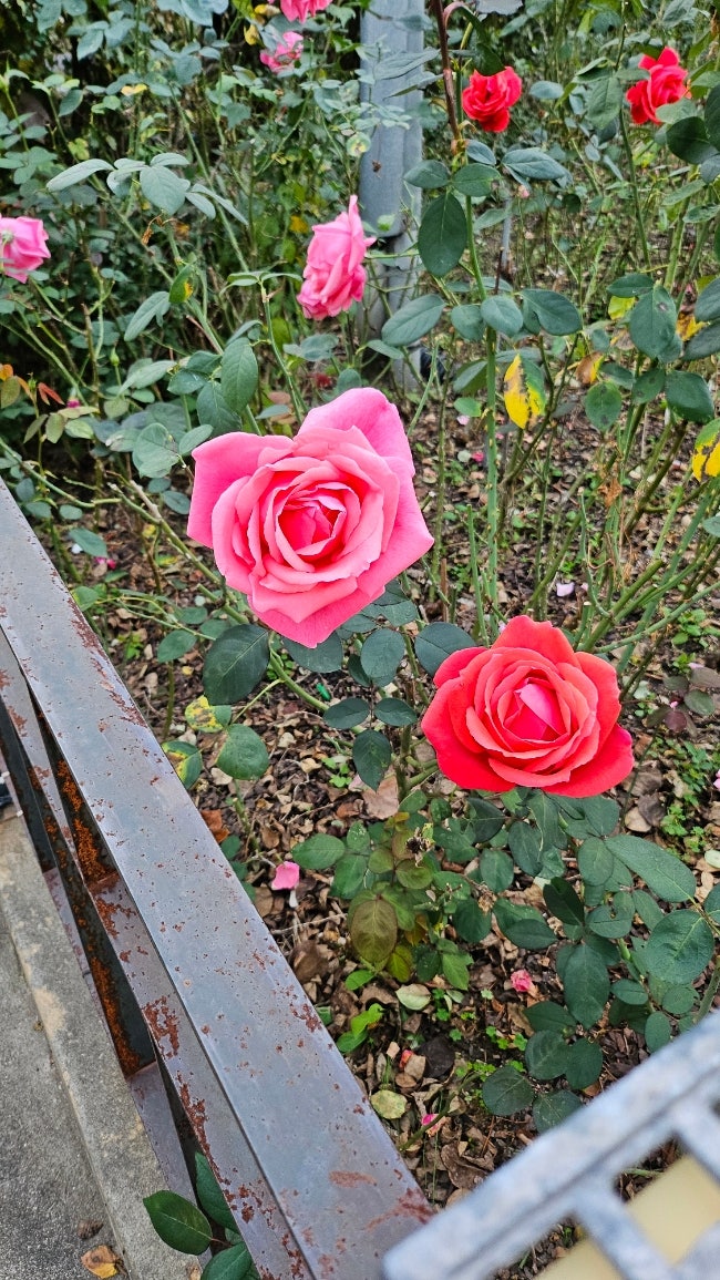 절에서 입춘기도를 하는 이유 : 네이버 블로그