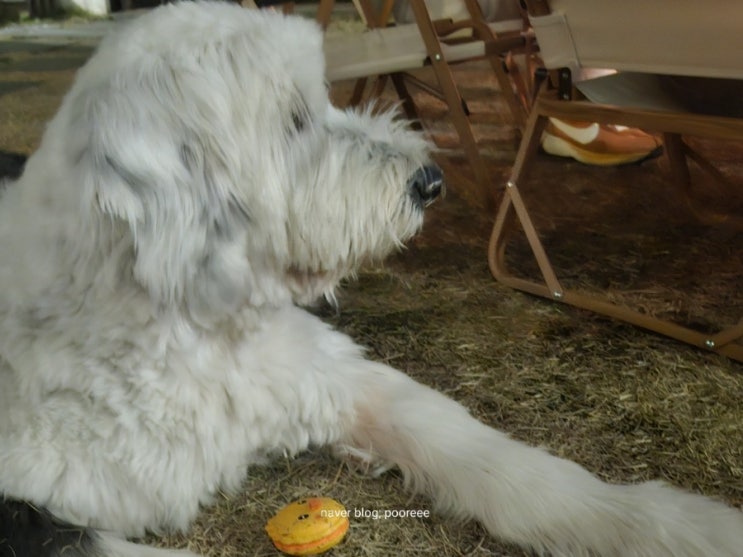 [제주/게스트하우스] 성산 소규모게하 히든스테이! 다음에두 또 여기..! : 네이버 블로그