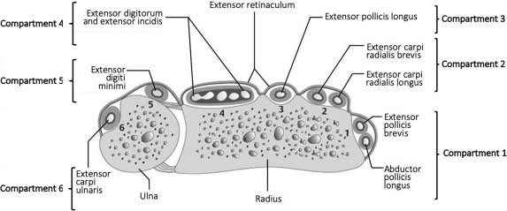 손목 신전건의 구획, 신전 구획 (Extensor compartments of the wrist) : 네이버 블로그