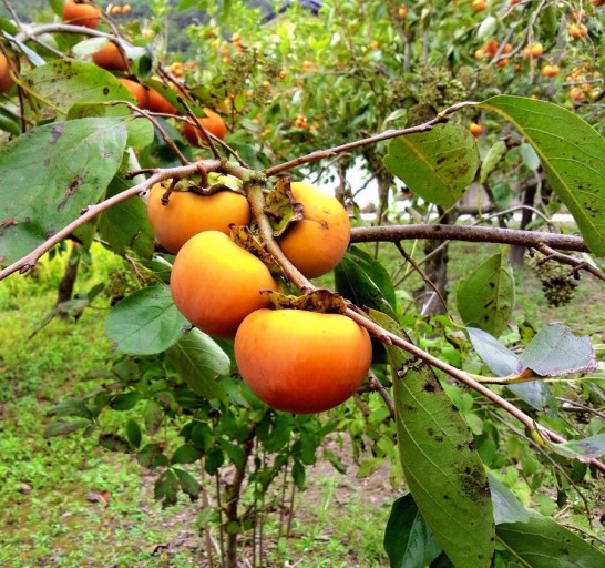 명인방법 : 네이버 블로그