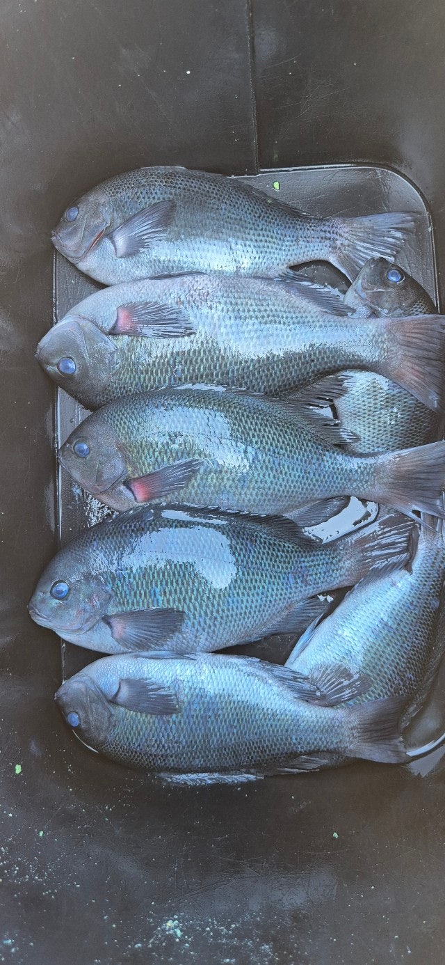 울산갯바위낚시울산벵에돔낚시 울산바다낚시 울산여치기 울산찌낚시 학공치학꽁치 울산일산레져 일산해수욕장 울산일산호