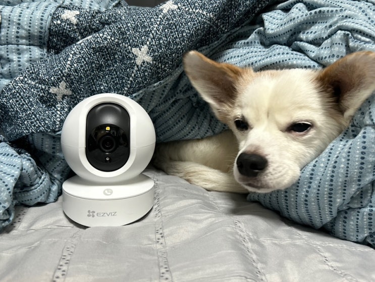홈캠추천 강아지홈캠 이지비즈 ezviz ty1 pro 2mp 펫캠 필수템 : 네이버 블로그