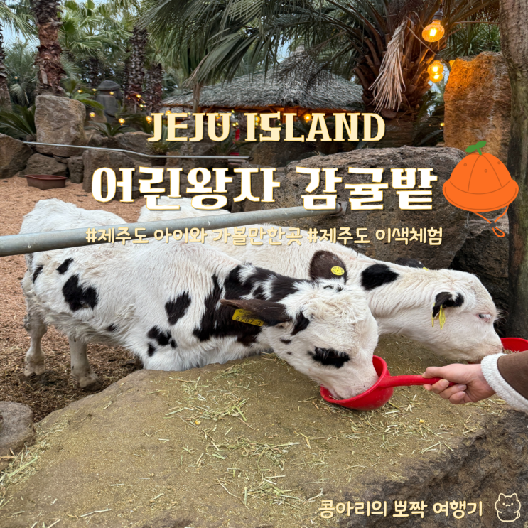 제주도 이색체험 아이와 즐기기 좋은 어린왕자 감귤밭 네이버 블로그