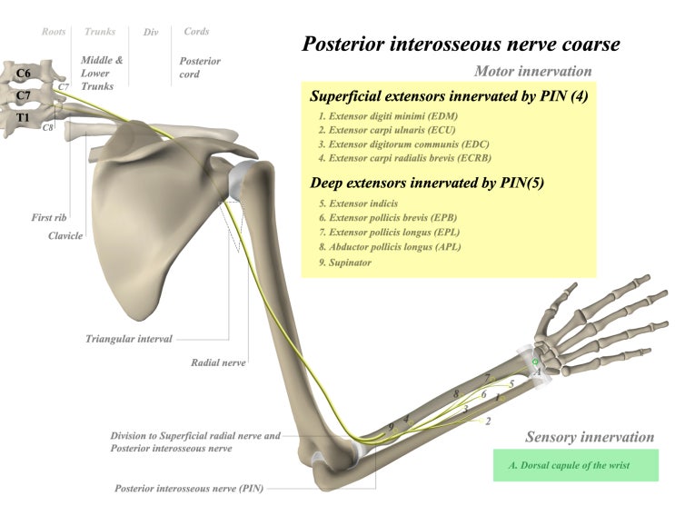 후골간신경의 해부학 (Posterior interosseous nerve, PIN), Leash of Henry (앙리 목줄 ...