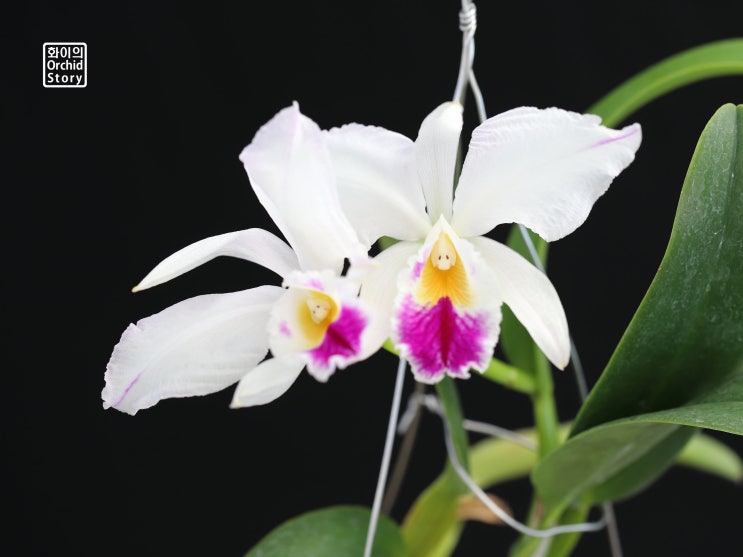 [2025 H jen4] C. jemannii var. S/A pincelada : 네이버 블로그