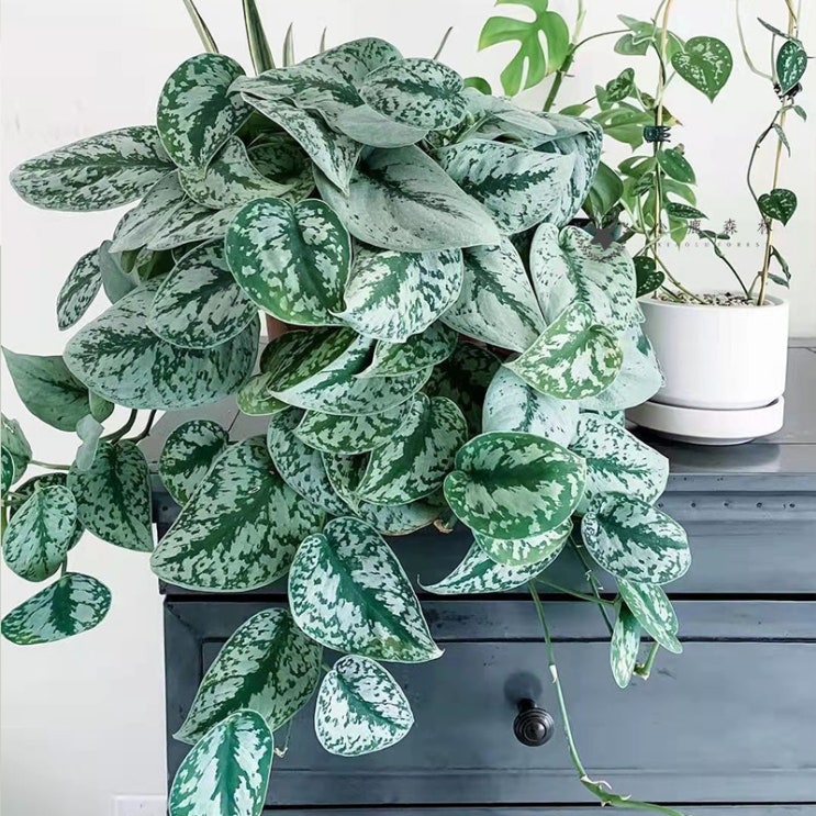 집에서 키우기 쉬운 식물 5 : 🌿 스킨답서스(Scindapsus) 키우기 방법 & 적합한 화분 추천 : 네이버 블로그