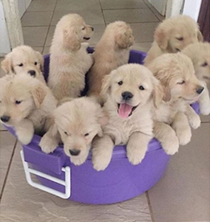 놀아달라고 귀찮게하는 댕댕이들에게 플라스틱 고무 대야 던져주면 벌어지는 일 : 네이버 블로그