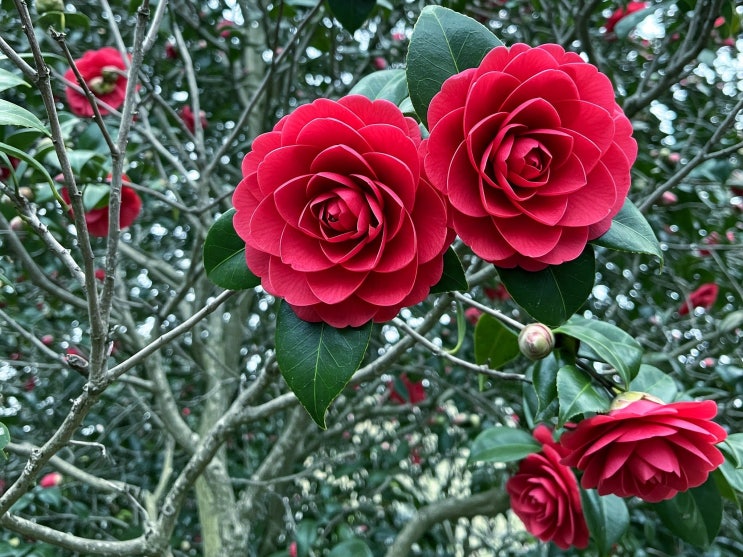 동백꽃 개화시기 꽃말 (동백꽃 붉은 이유 유래) : 네이버 블로그